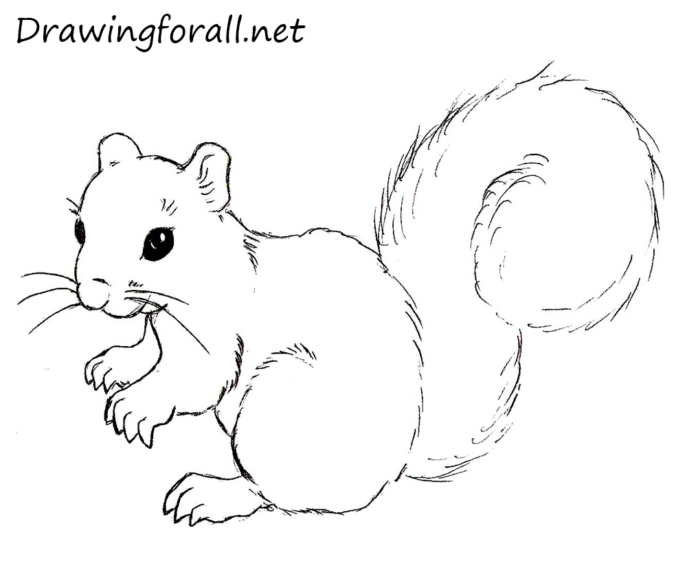 How To Draw A Squirrel