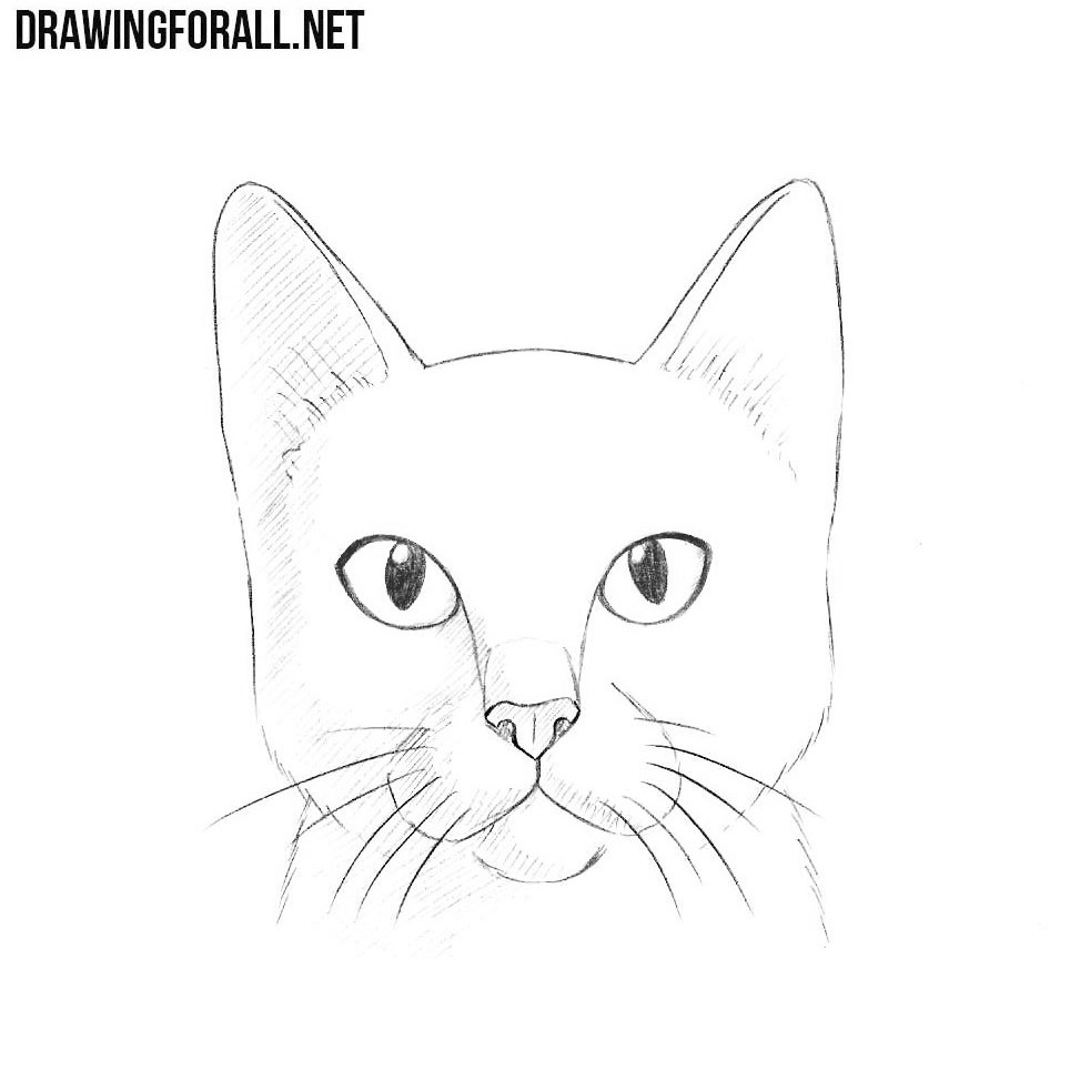 How To Draw A Cat Head DrawingForAll