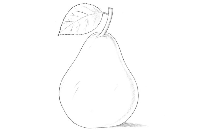 How to Draw a Pear for Beginners