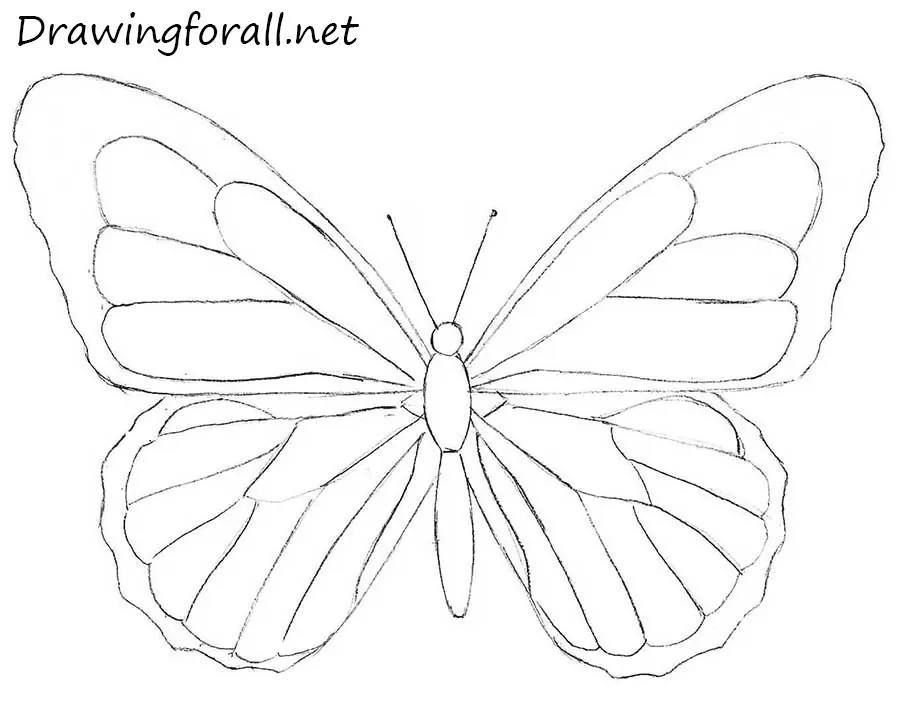 how to draw a butterfly simple