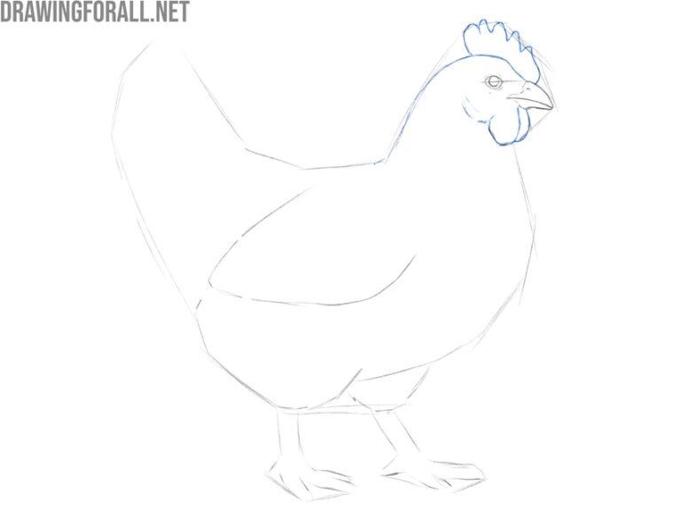 How to Draw a Chicken - Drawingforall.net