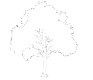 How to Draw a Tree for beginners | Drawingforall.net