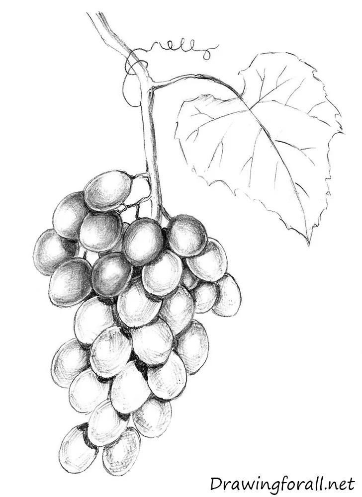 how to draw realistic grapes