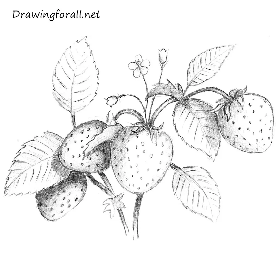 how to draw strawberry leaves