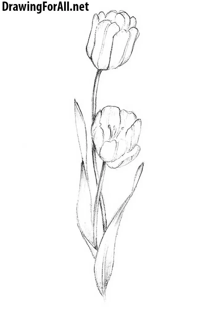 how to draw realistic tulip