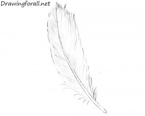 How to Draw a Realistic Feather