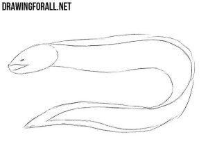 How to Draw a Muraena
