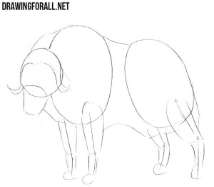 How to Draw a Muskox