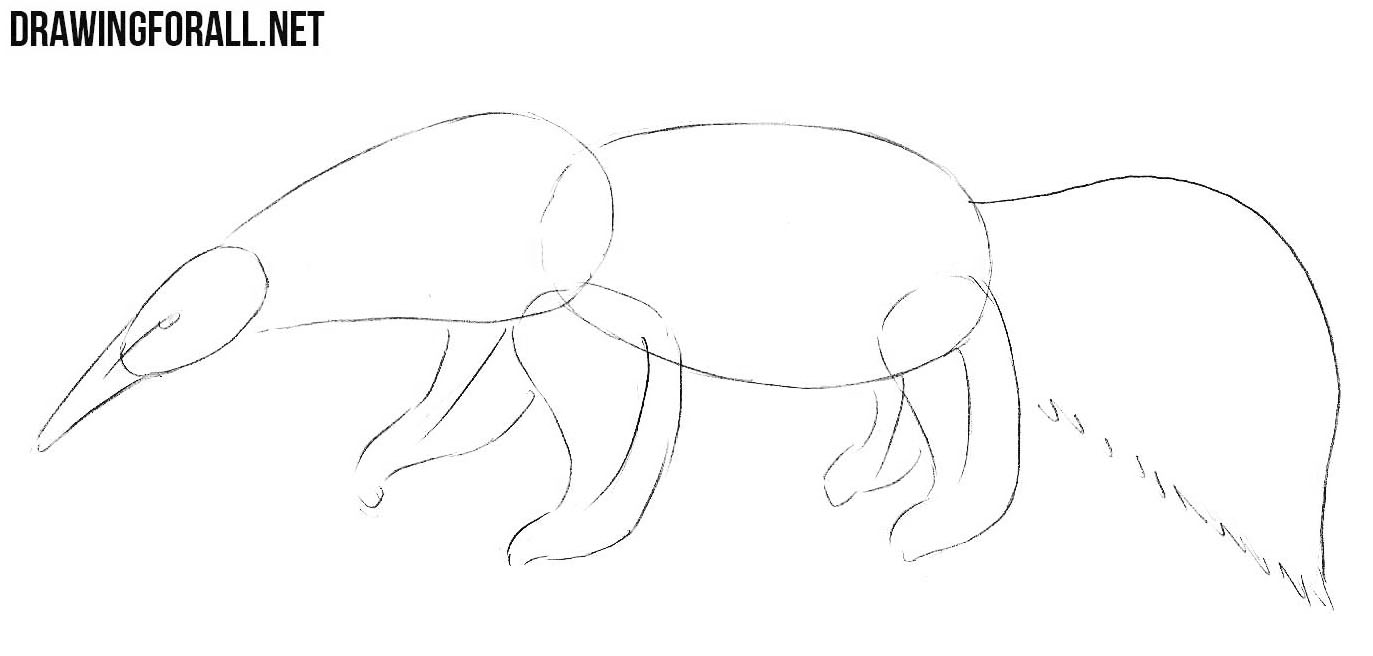 How to Draw an Anteater