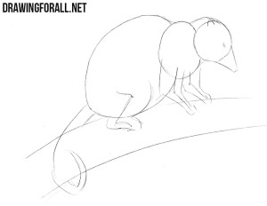 How to Draw an Opossum