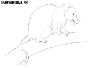 How to Draw an Opossum
