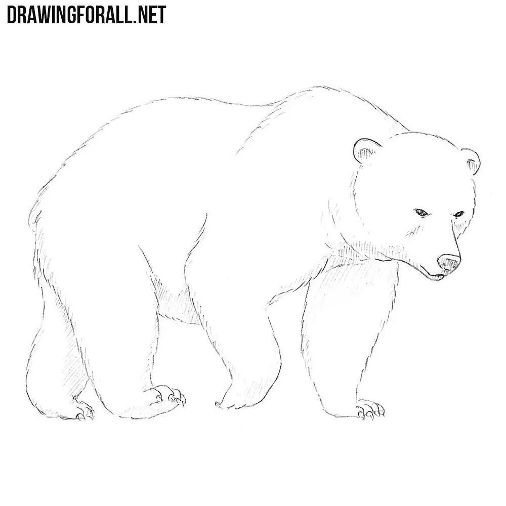 Grizzly Bear Drawing Realistic