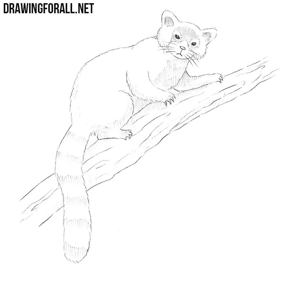 How To Draw A Cheetah Drawingforallnet How To Draw A Cheetah – A