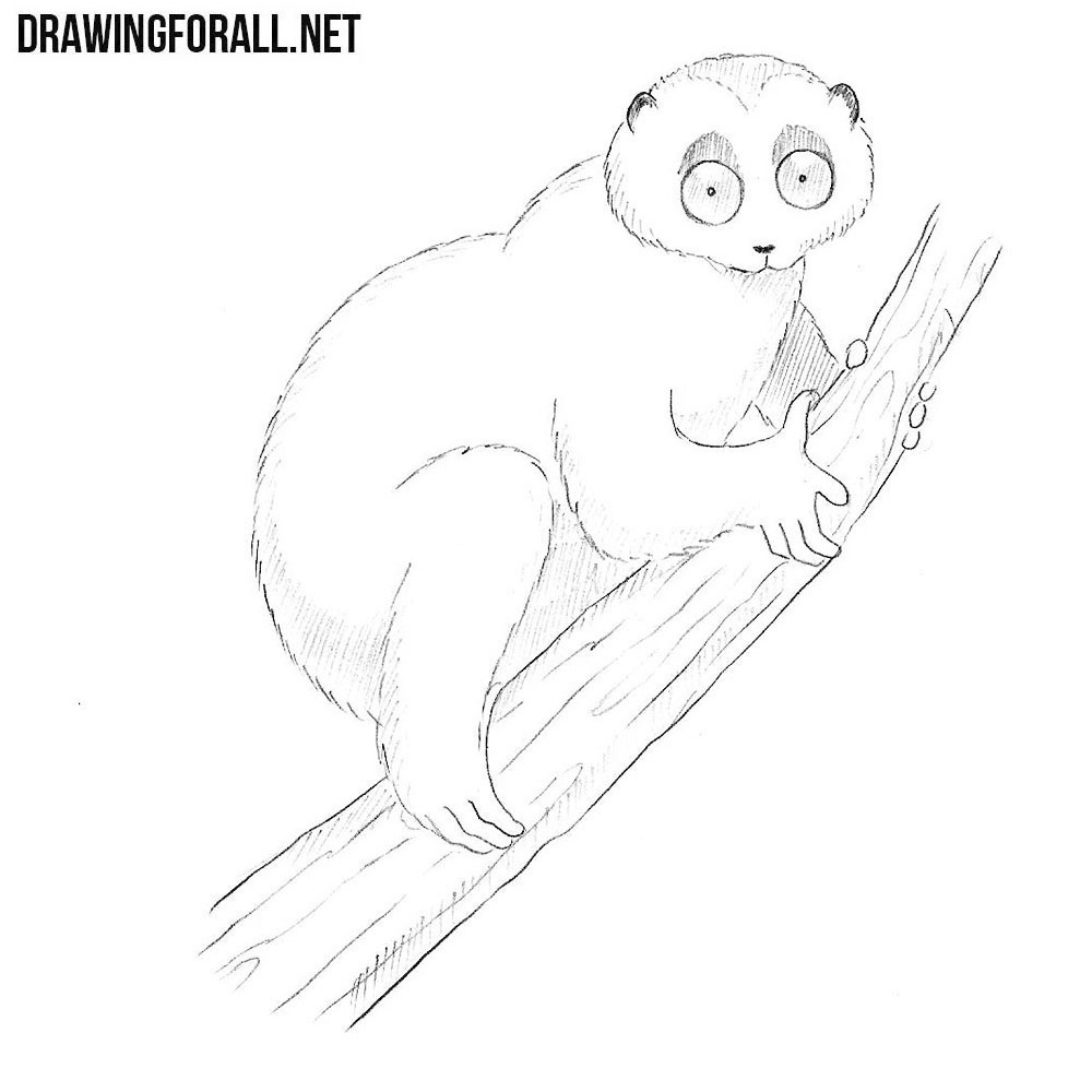 Drawing For All — How to Draw a Slow Loris