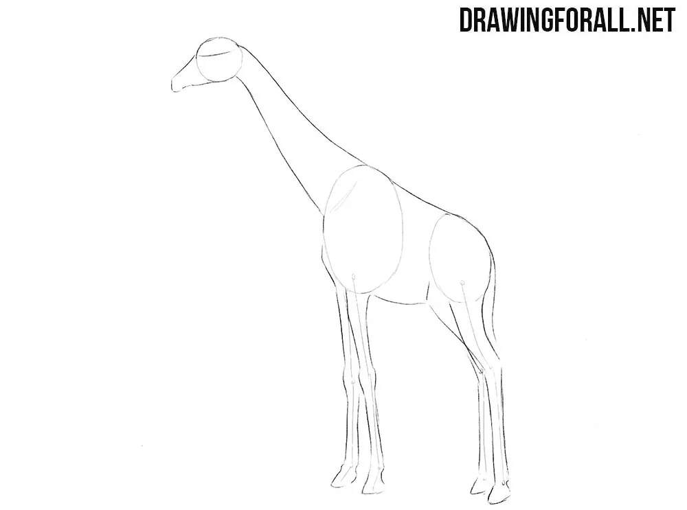 how to draw a giraffe sketch