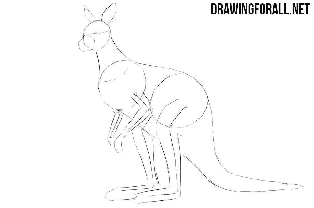 how to draw a detailed kangaroo