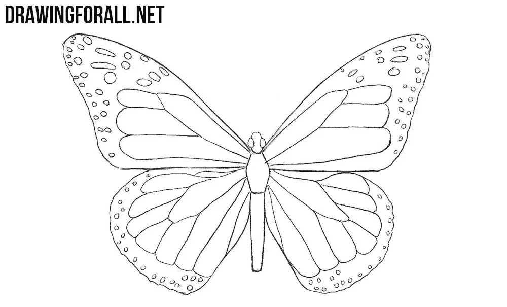 how to draw a huge butterfly