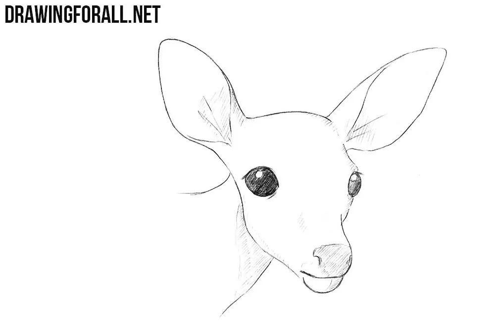 how to draw picture of deer
