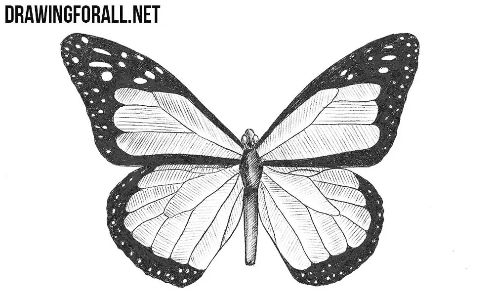 how to draw a huge butterfly