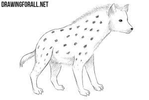 How to Draw a Hyena