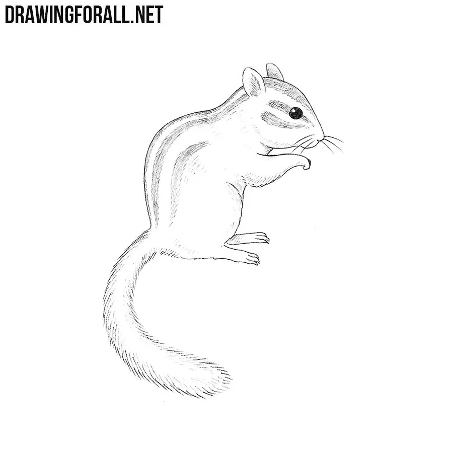 How To Draw A Cheetah Drawingforallnet How To Draw A Cheetah – A