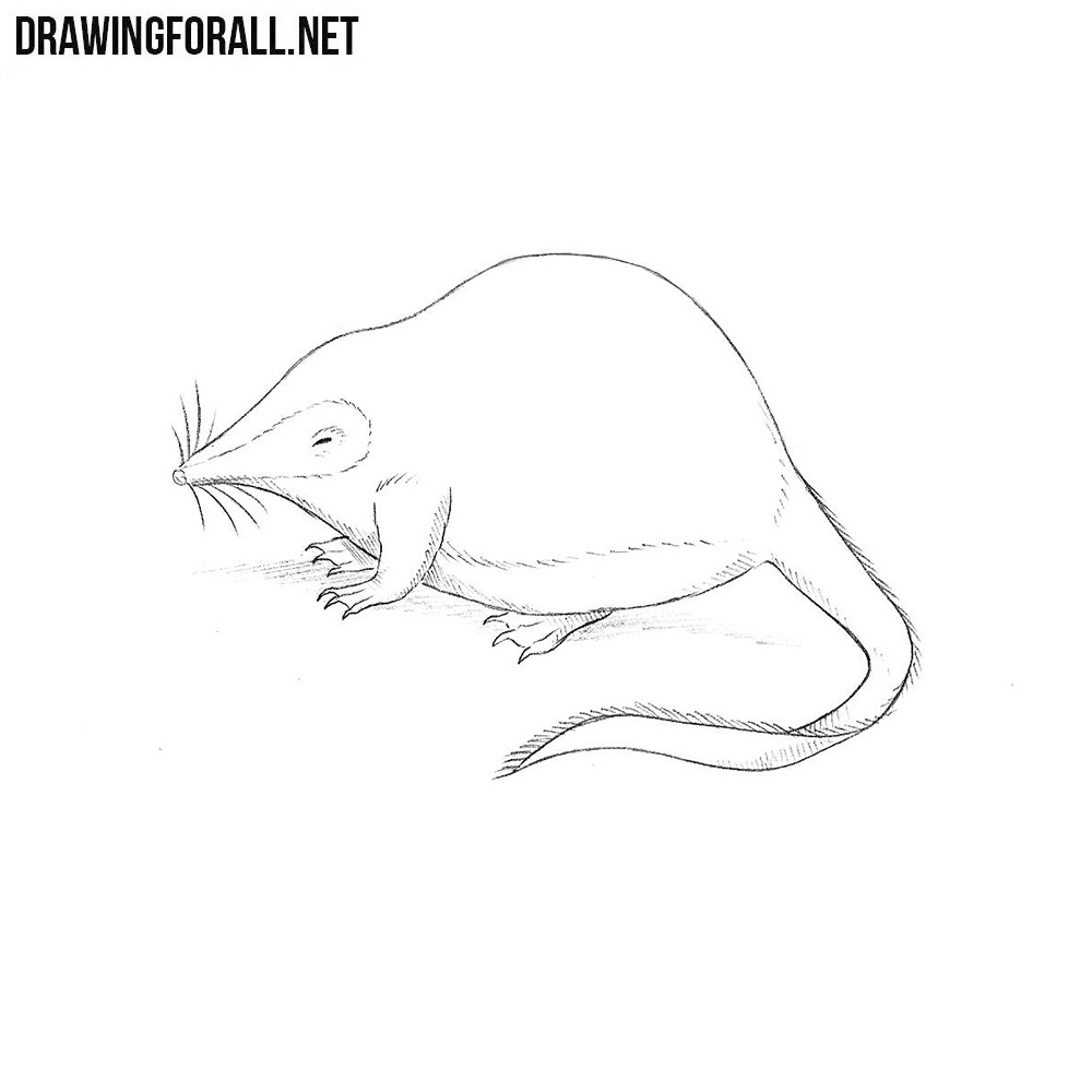Drawing For All — How to Draw a Desman