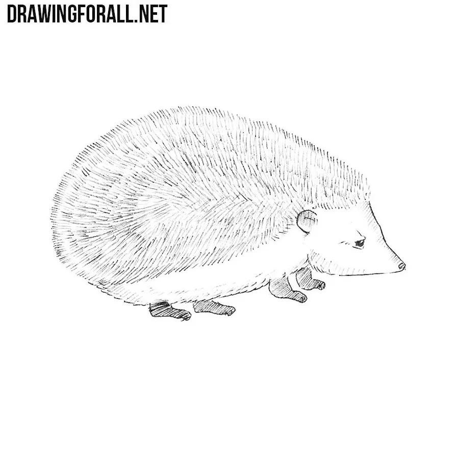 How To Draw A Cheetah Drawingforallnet How To Draw A Cheetah – A