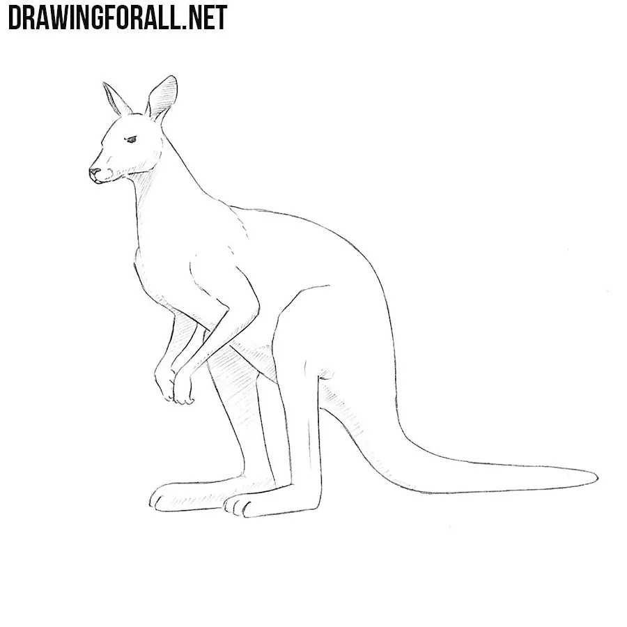 How To Draw A Cheetah Drawingforallnet How To Draw A Cheetah – A