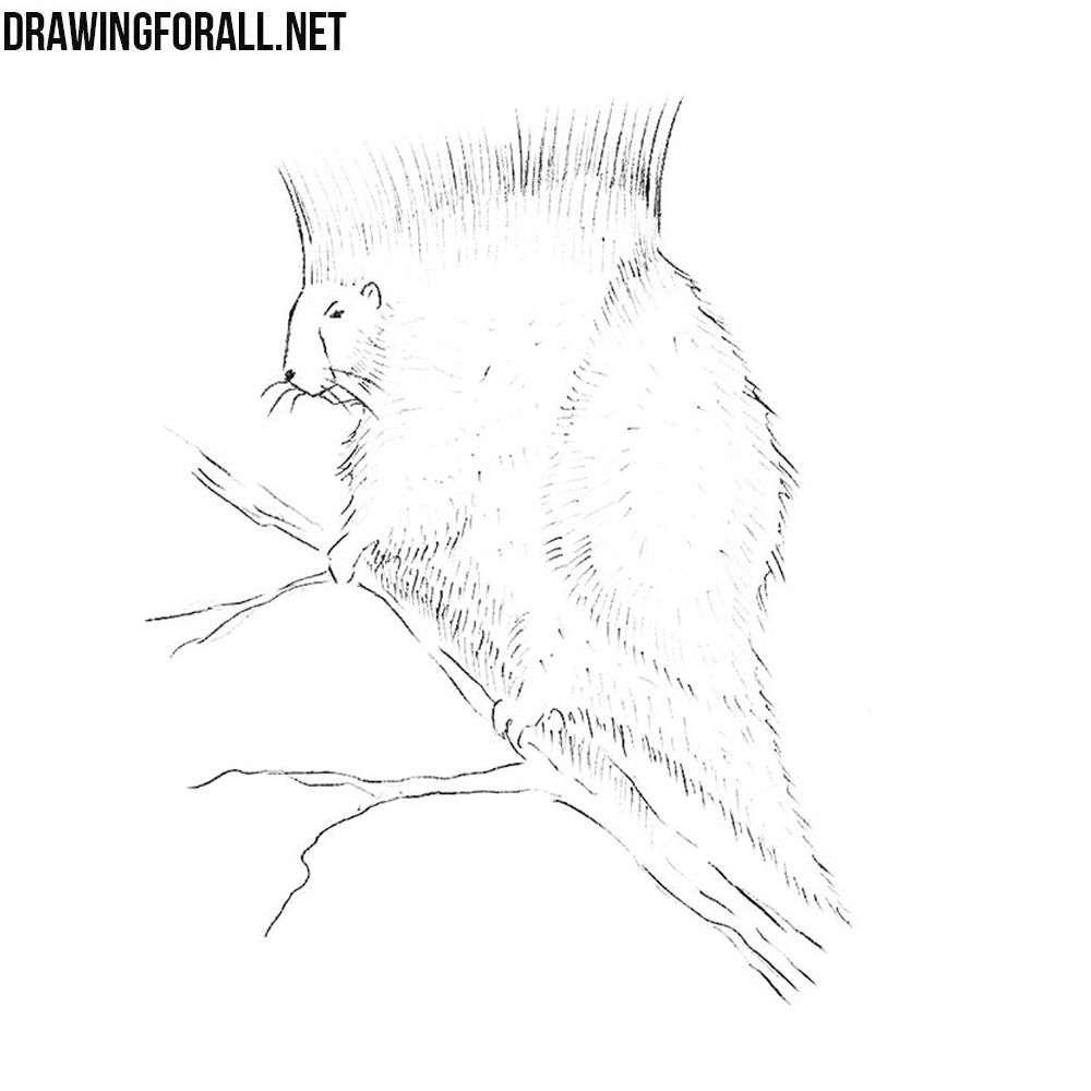 Drawing For All — How to Draw a North American Porcupine