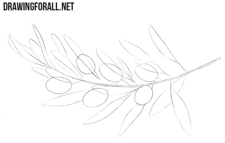How to Draw Olives
