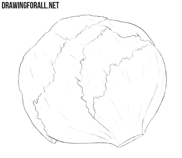 How to Draw a Cabbage