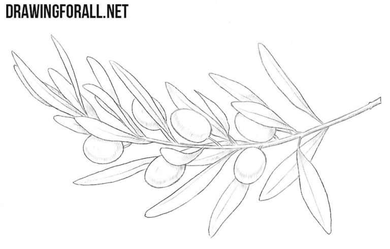 How to Draw Olives
