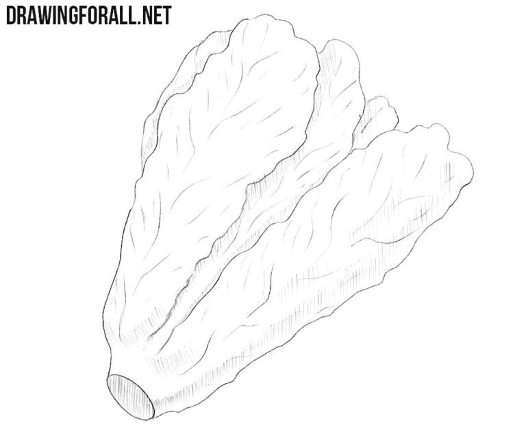 How to Draw a Lettuce
