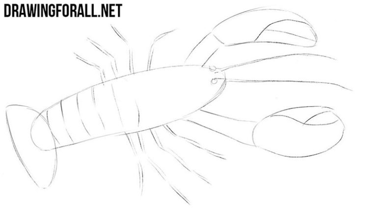 How to Draw a Crayfish