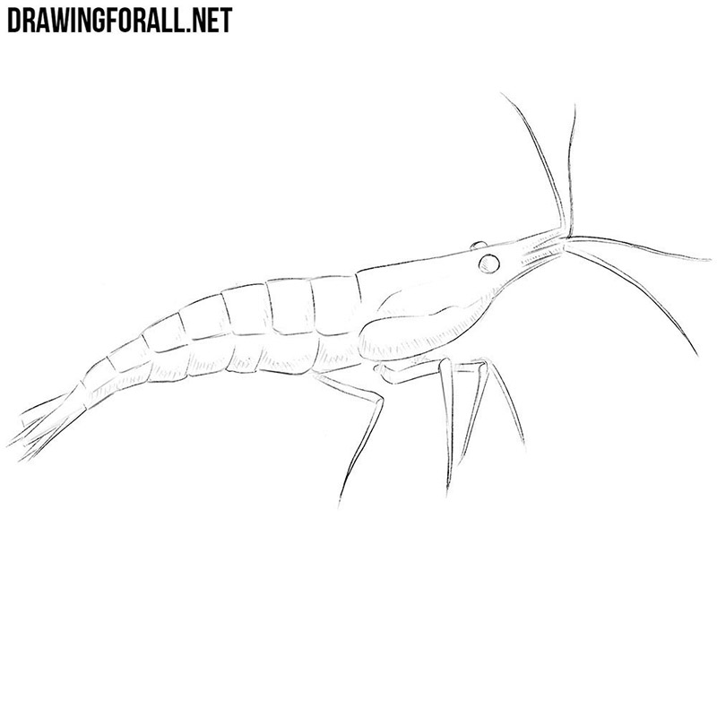 Shrimp Drawing