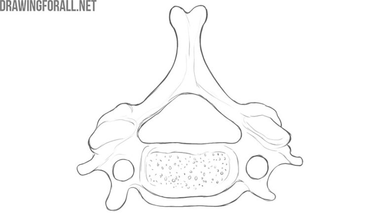 Neck Bones Anatomy