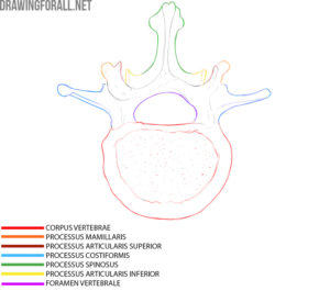 Torso Bones Anatomy