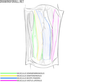 Lower Limbs Muscles Anatomy