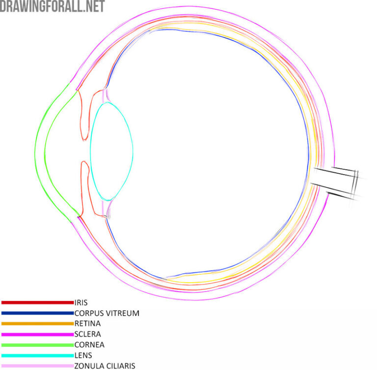 Eye Anatomy Diagram Unlabeled