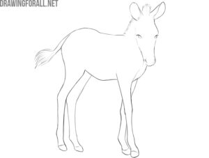 How to Draw a Baby Zebra