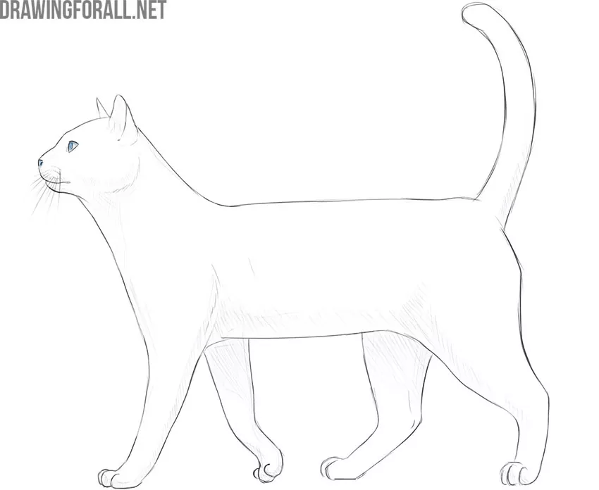 how to draw realistic a cat