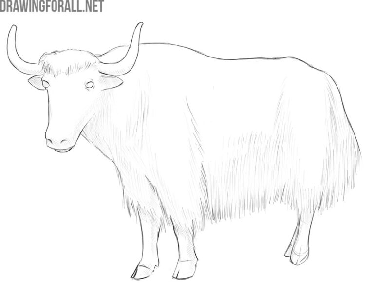 How to Draw a Yak