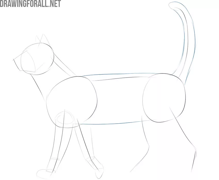 how to draw realistic a cat