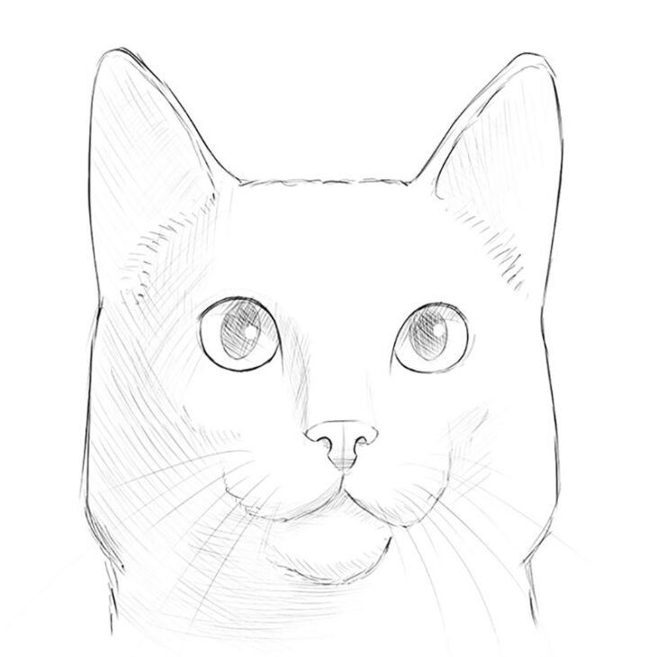 How To Draw A Cat Face Drawingforall