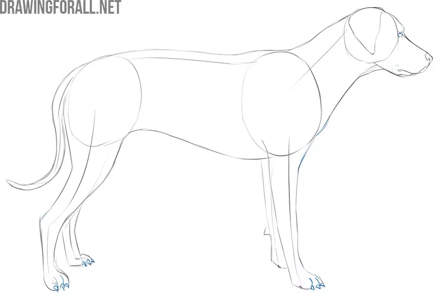 how to draw a dog in pencil