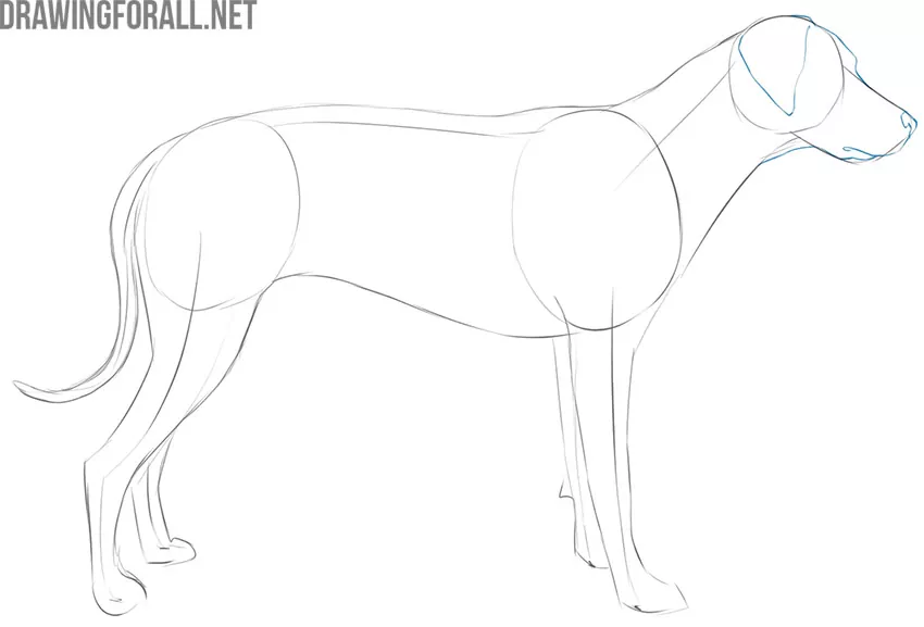 how to draw easy dog step by step