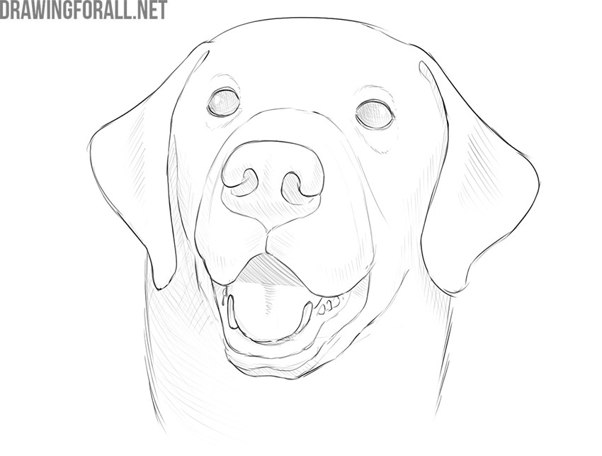 How To Draw A Realistic Dog Face How To Draw A Easy Realistic Dog Face Stamp Cancest2002
