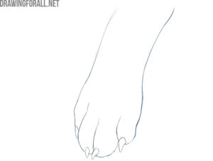 How to Draw a Dog Paw