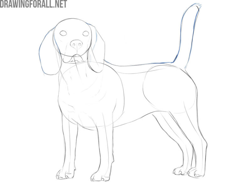 How to Draw a Realistic Dog