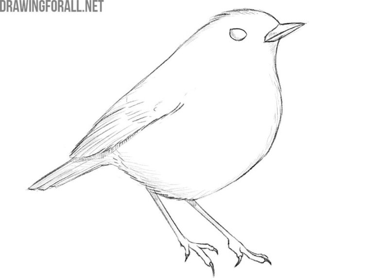 How to Draw a Bird - Drawingforall.net